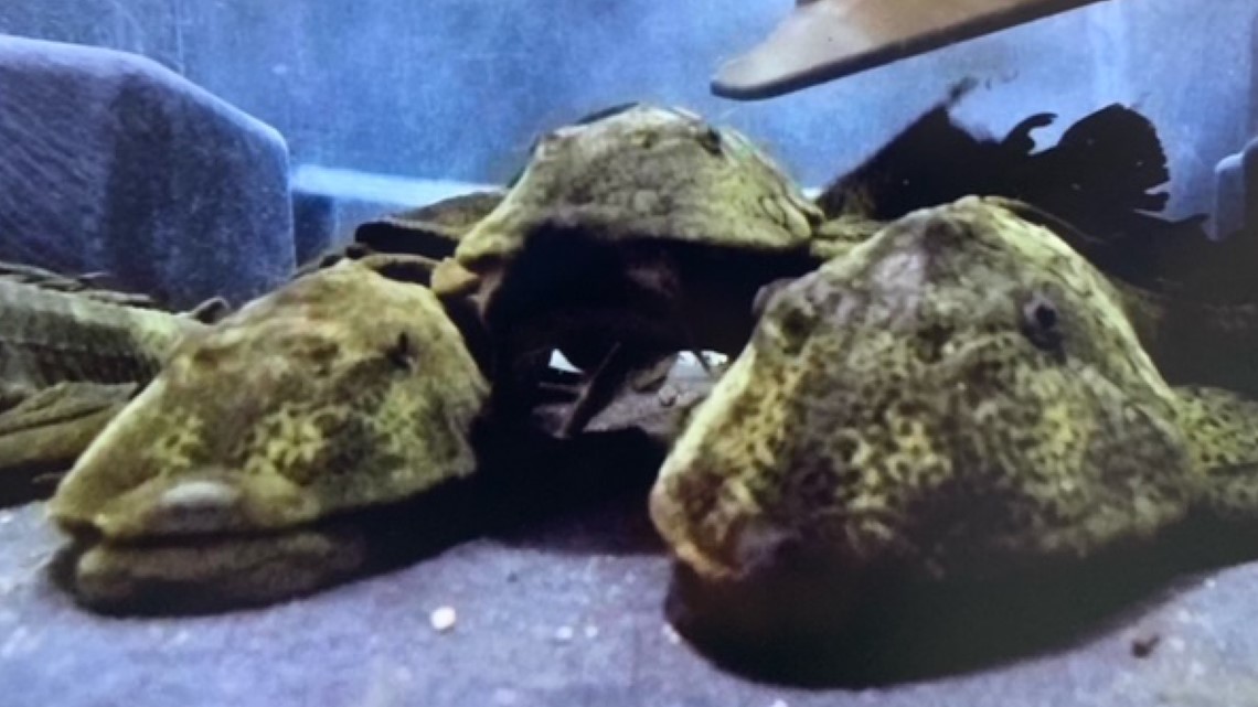 Invasive fish destroying life in Texas rivers and waterways | kcentv.com