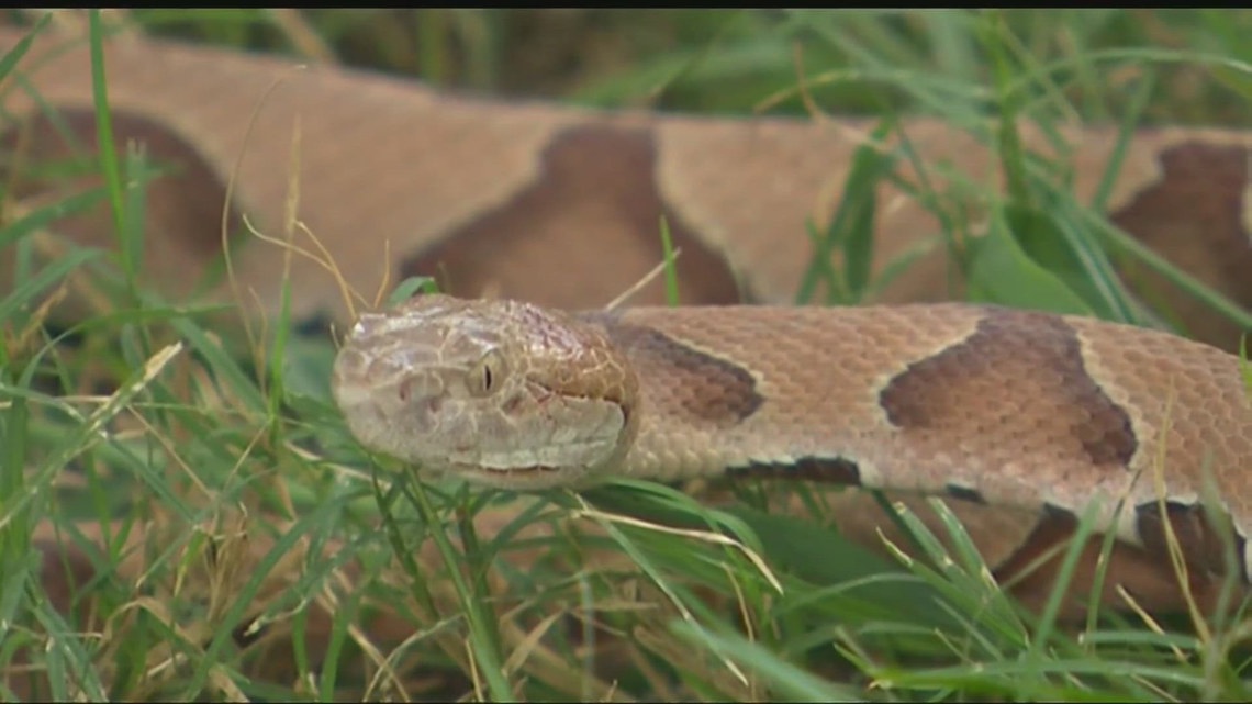 Texas wildlife experts warn of venomous copperhead snakes during cicada ...