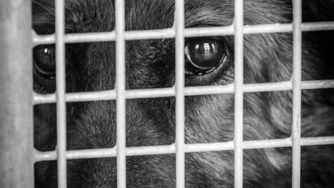 Madison County seeks help in disturbing animal cruelty cases | kcentv.com