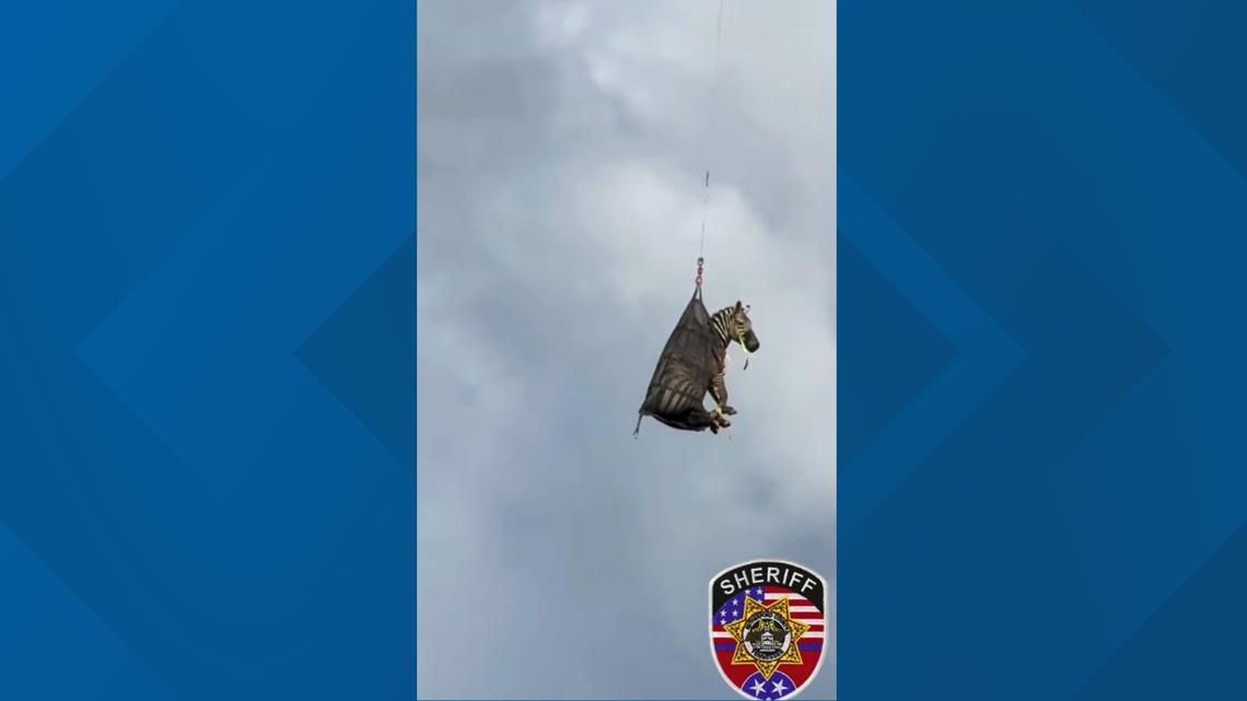 Zebra Ed returned safely after Tennessee escape | kcentv.com