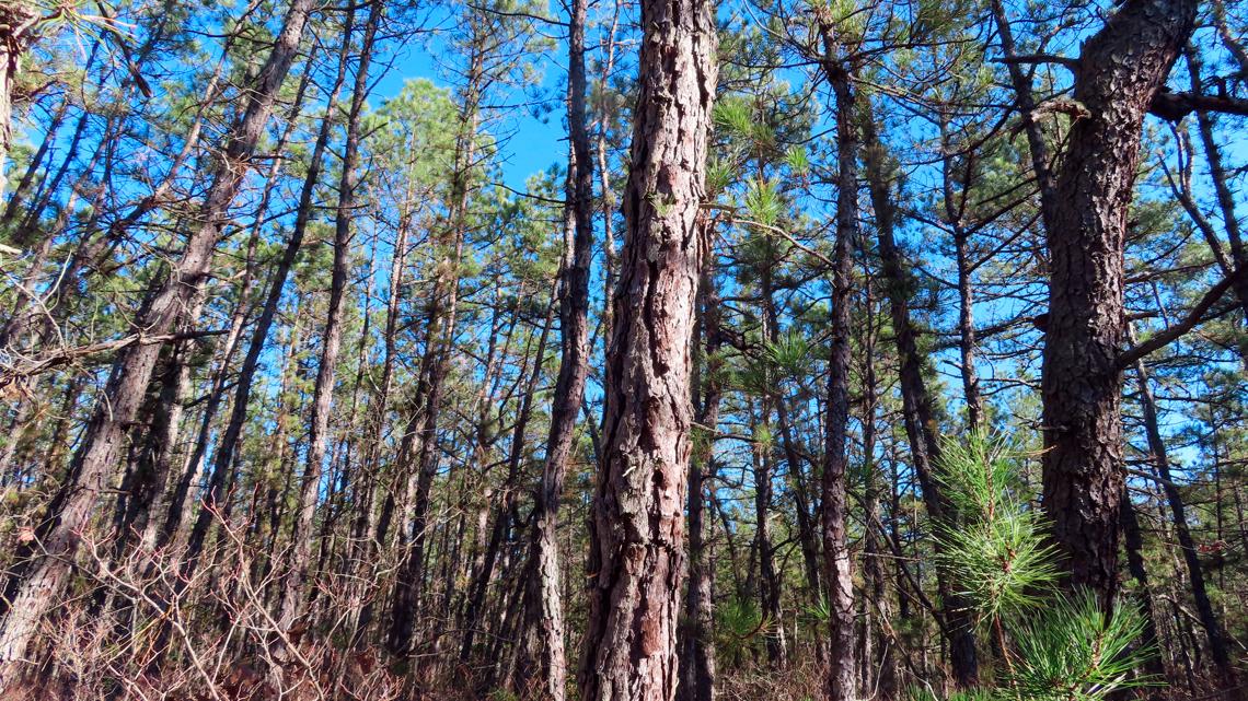 Texas A&M Forest Service awards millions to expand resources for ...