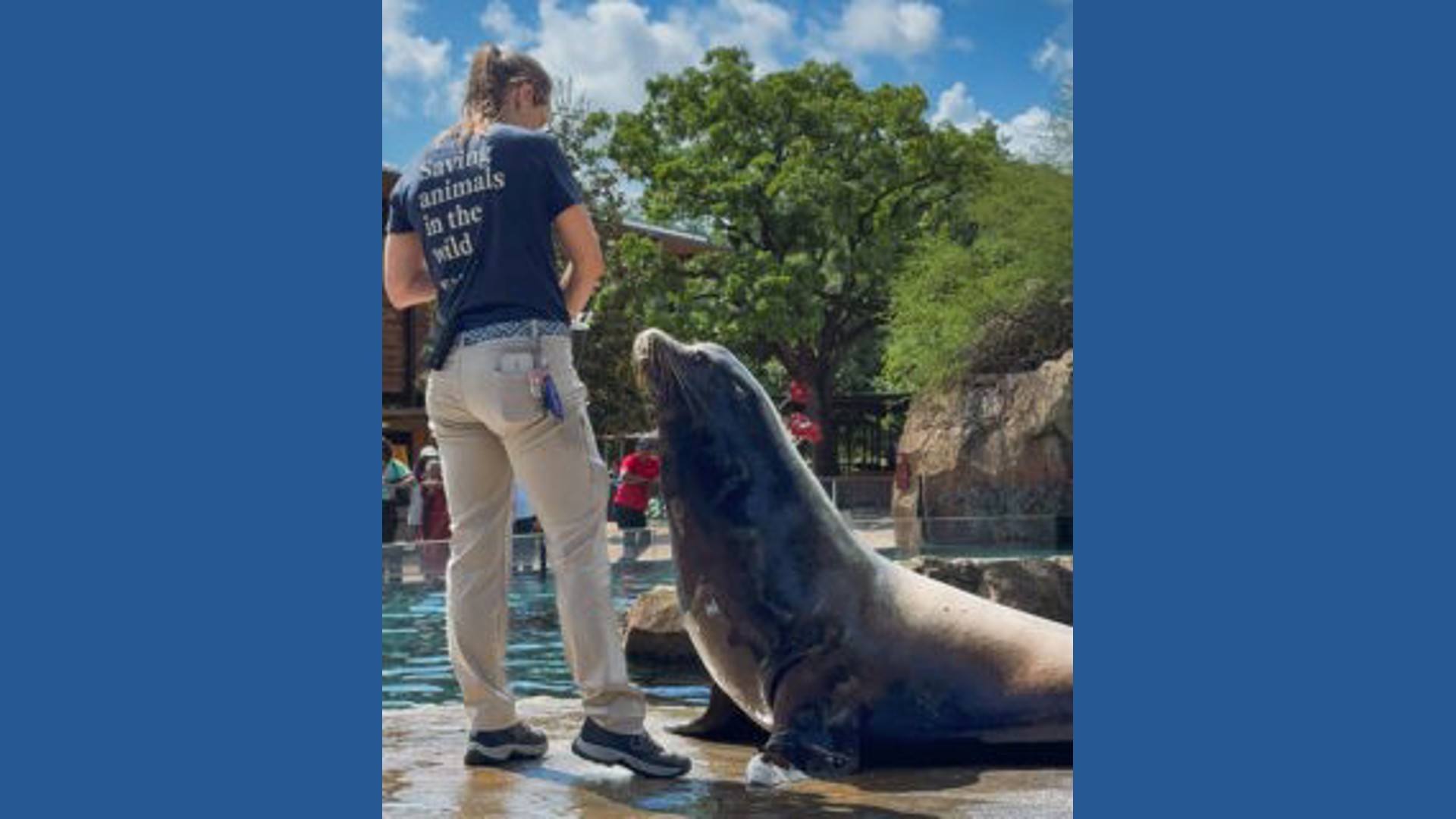 Gentle giant of the Gulf Coast: Houston Zoo mourns loss of beloved sea ...