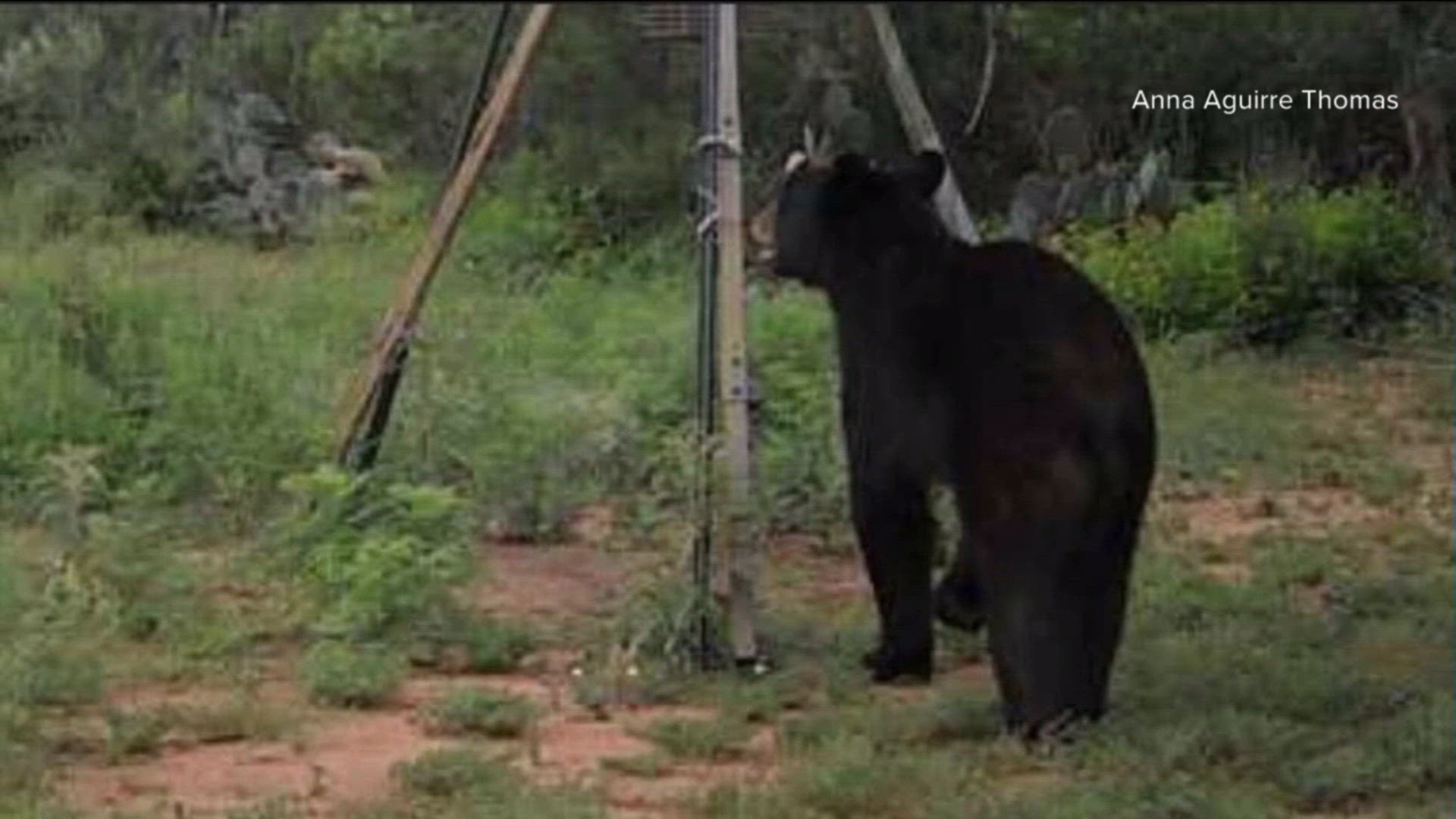 Game camera captures black bear roaming South Texas ranch | kcentv.com