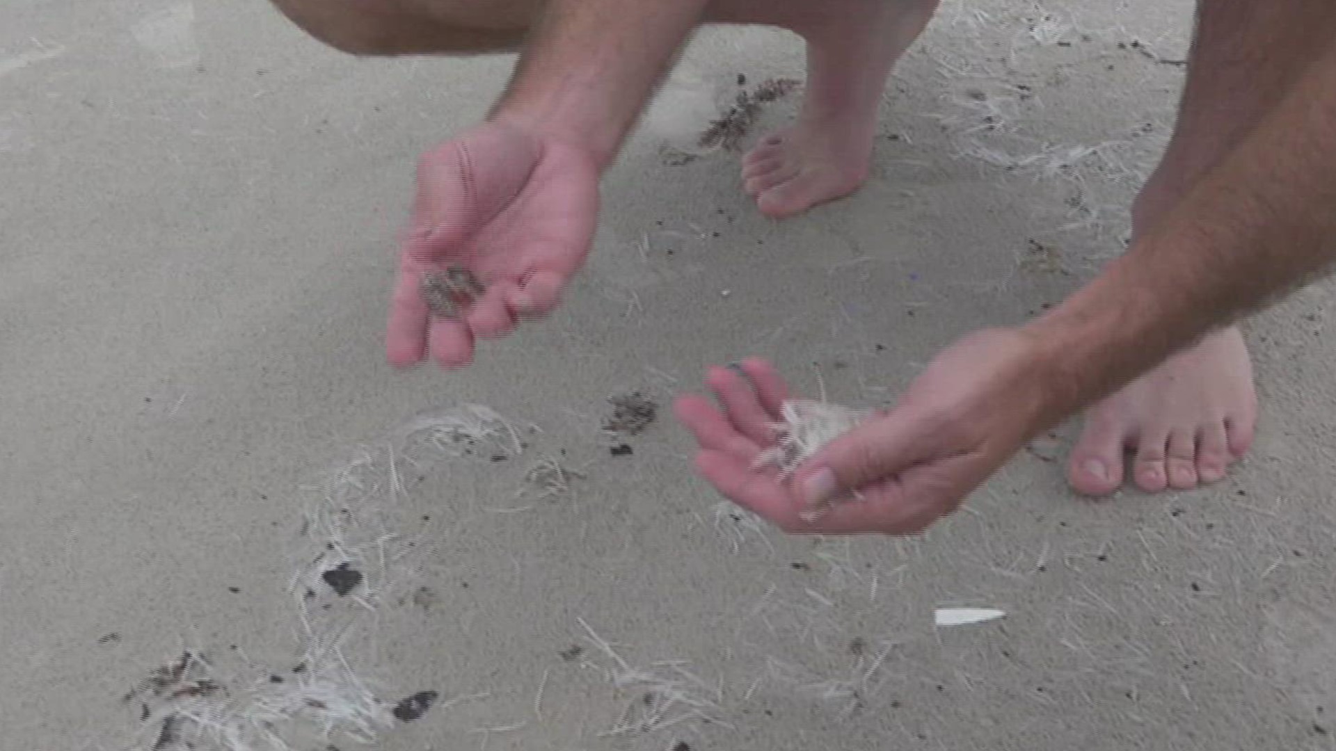 White seagrass washes up on Coastal Bend beaches | kcentv.com