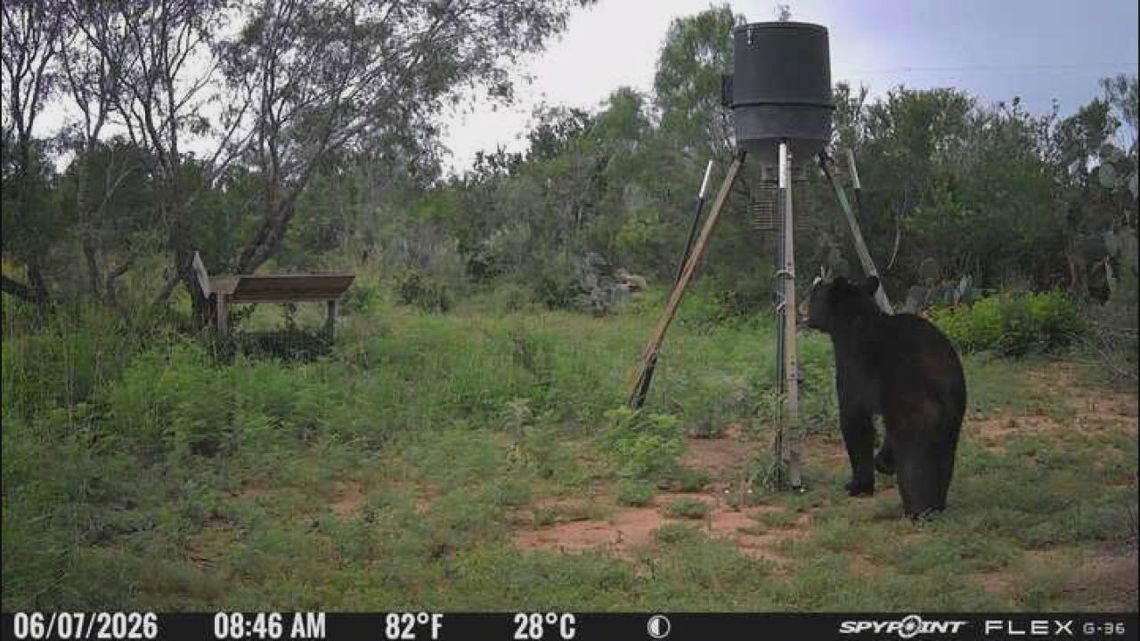 Game camera captures black bear roaming South Texas ranch | kcentv.com