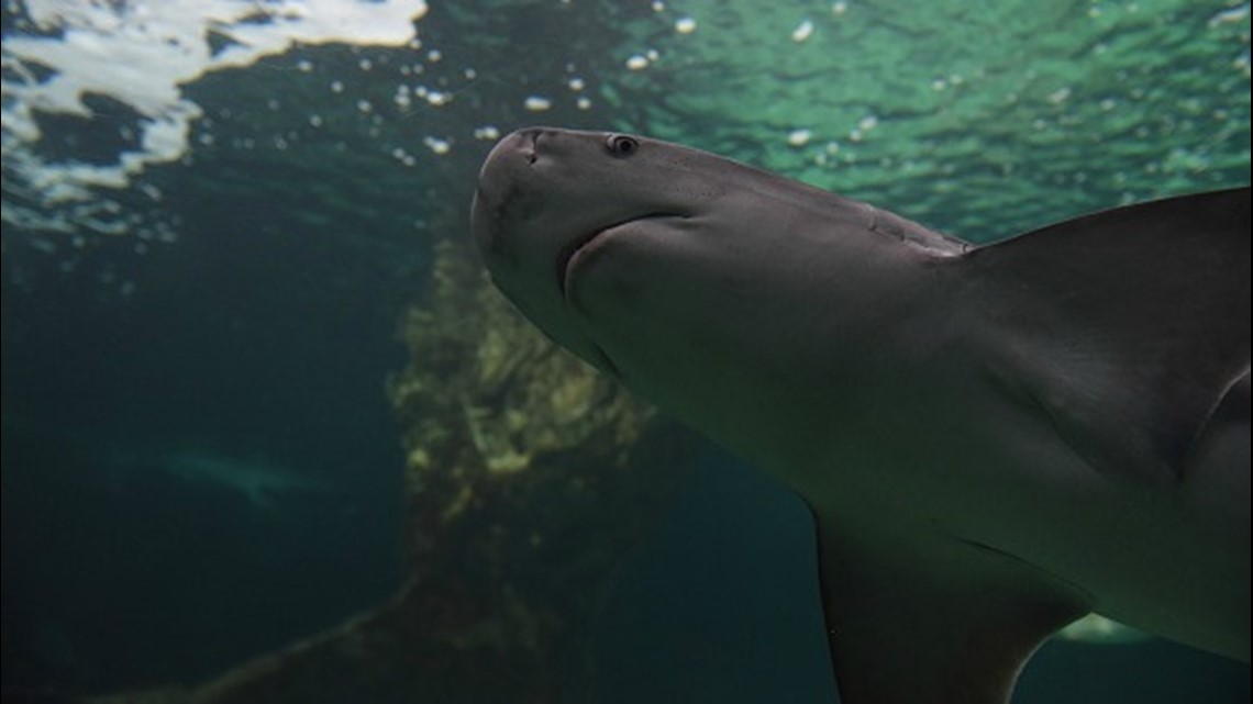 Shark bites diver at Point Defiance Zoo | kcentv.com