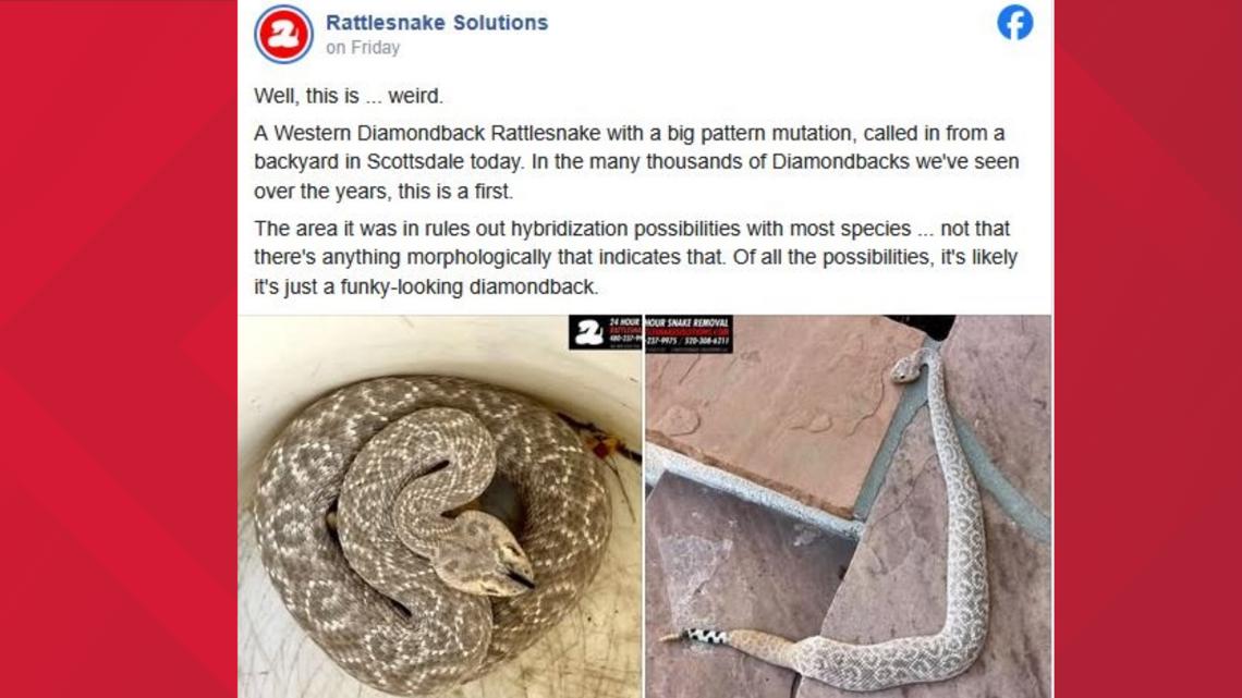 Rattlesnake with 'mutated' pattern found in Arizona backyard | kcentv.com