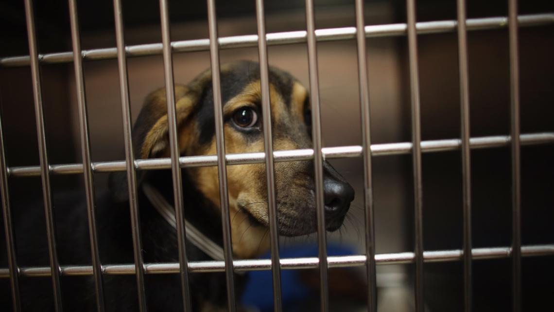 Looking to foster or adopt? Waco Animal Shelter needs your help ...