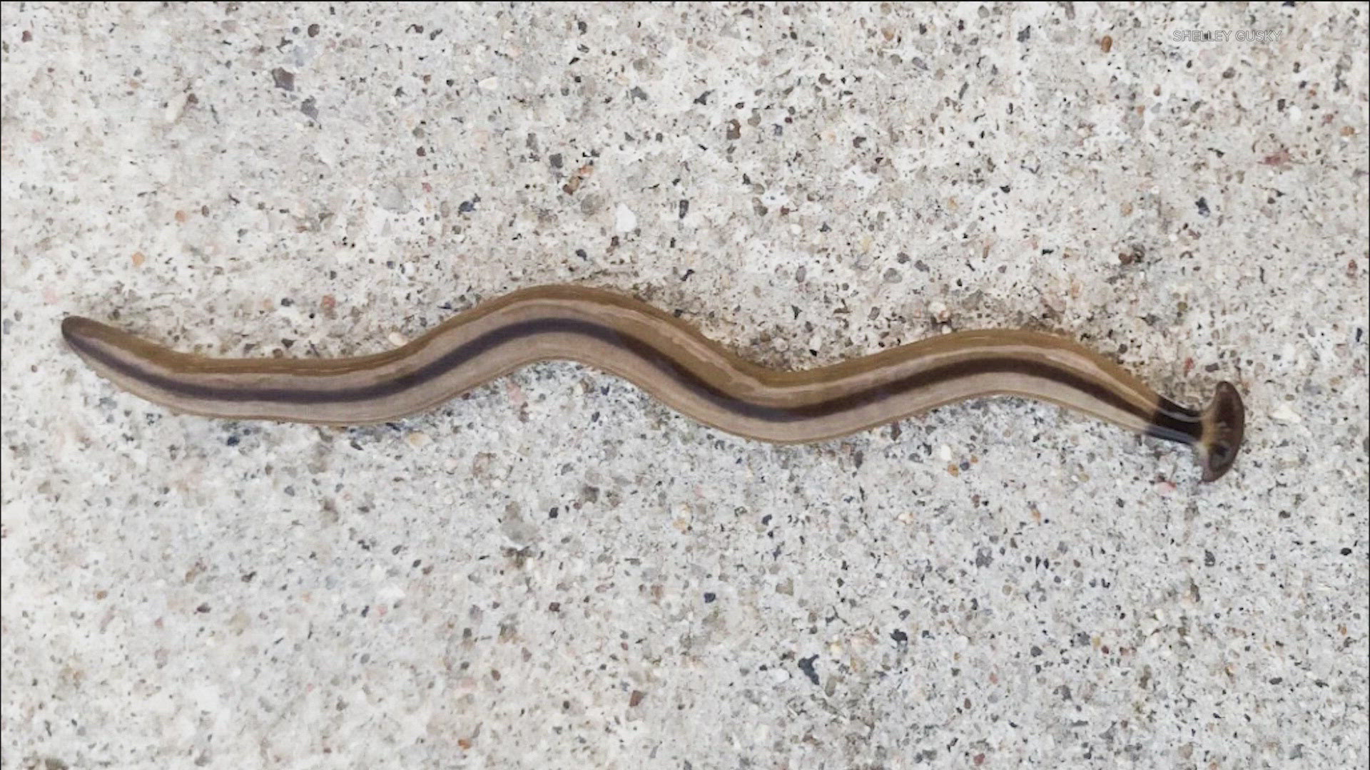 Invasive hammerhead flatworms seen in Lago Vista, Texas | kcentv.com