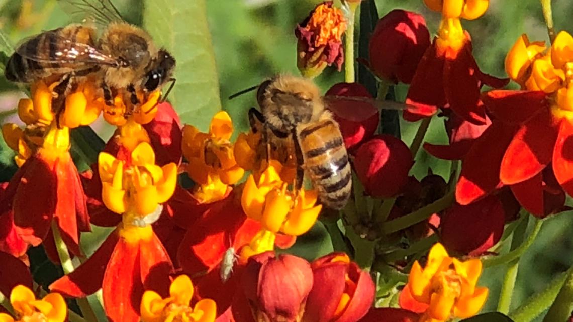 Bee Cave, Texas, declares bees 'honorary residents' | kcentv.com