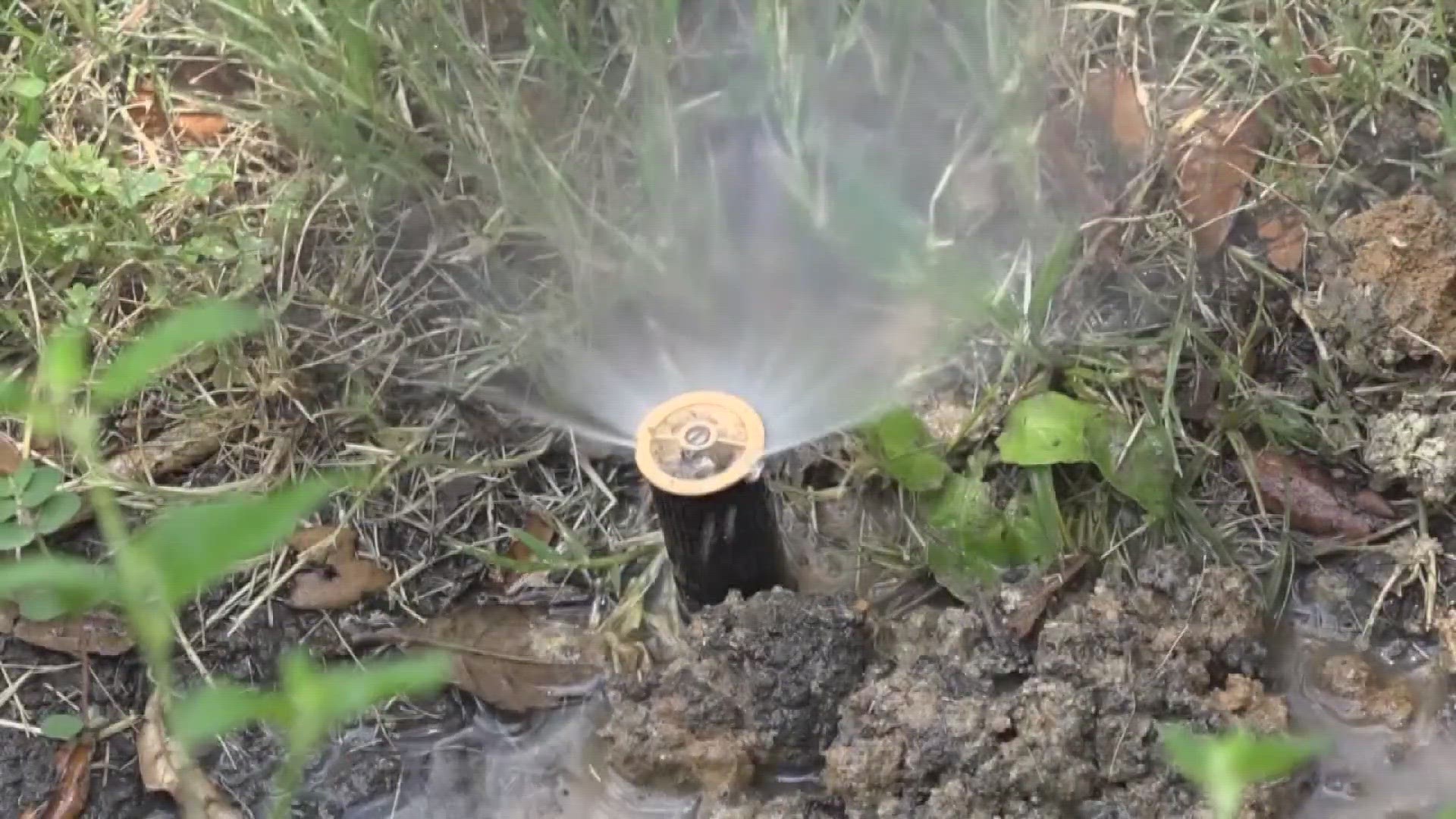 How to get the most out of your water usage during extreme summer heat ...