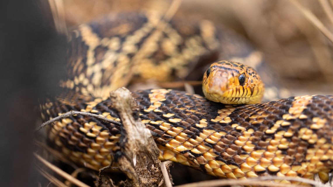 Fort Worth Zoo releases rare snake species into wild | kcentv.com