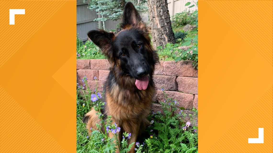 Third family says dog died in care of North Texas trainer | kcentv.com