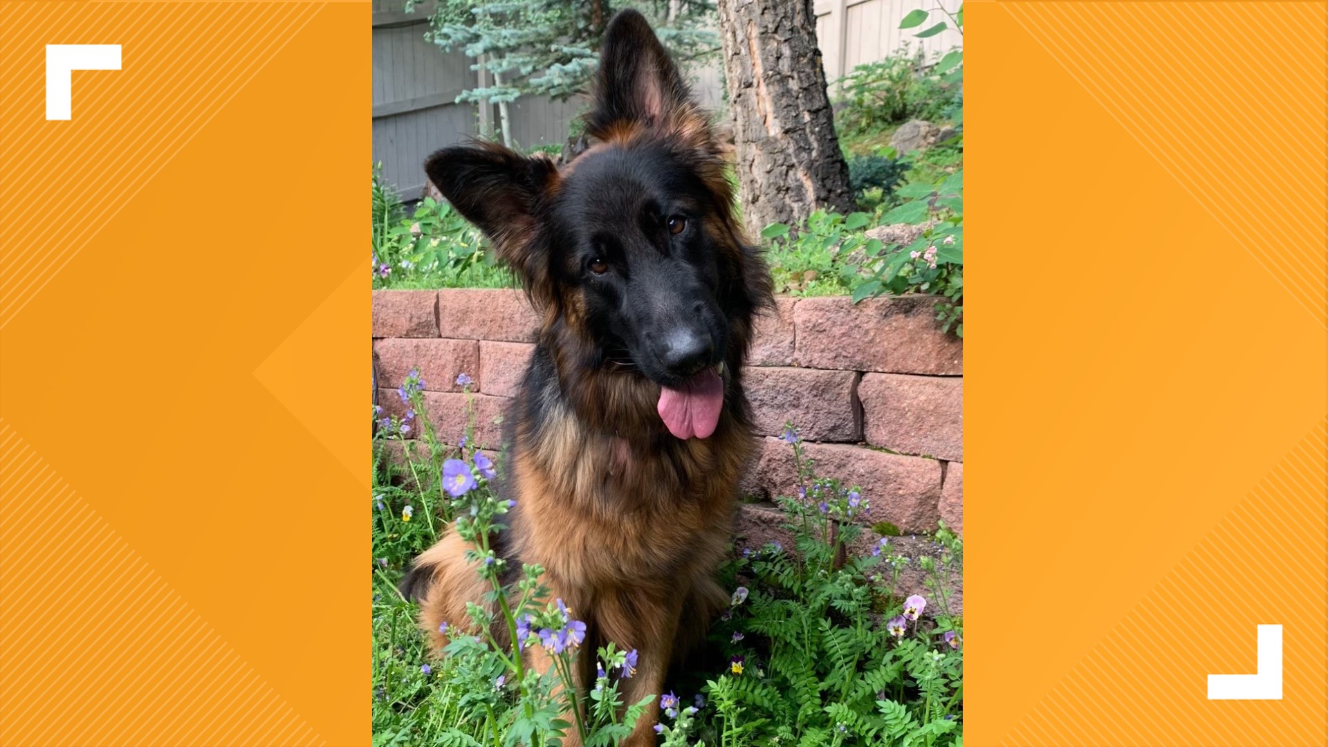 Third family says dog died in care of North Texas trainer | kcentv.com
