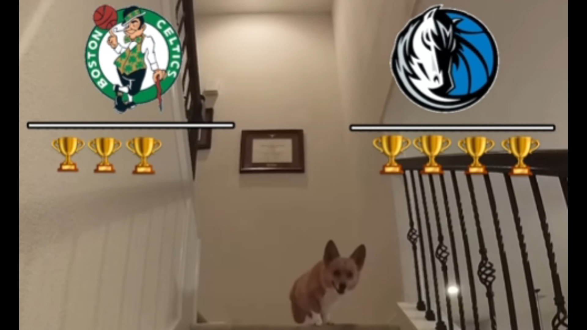 Air Corgi predicts Mavericks win in 7 games over Boston Celtics ...