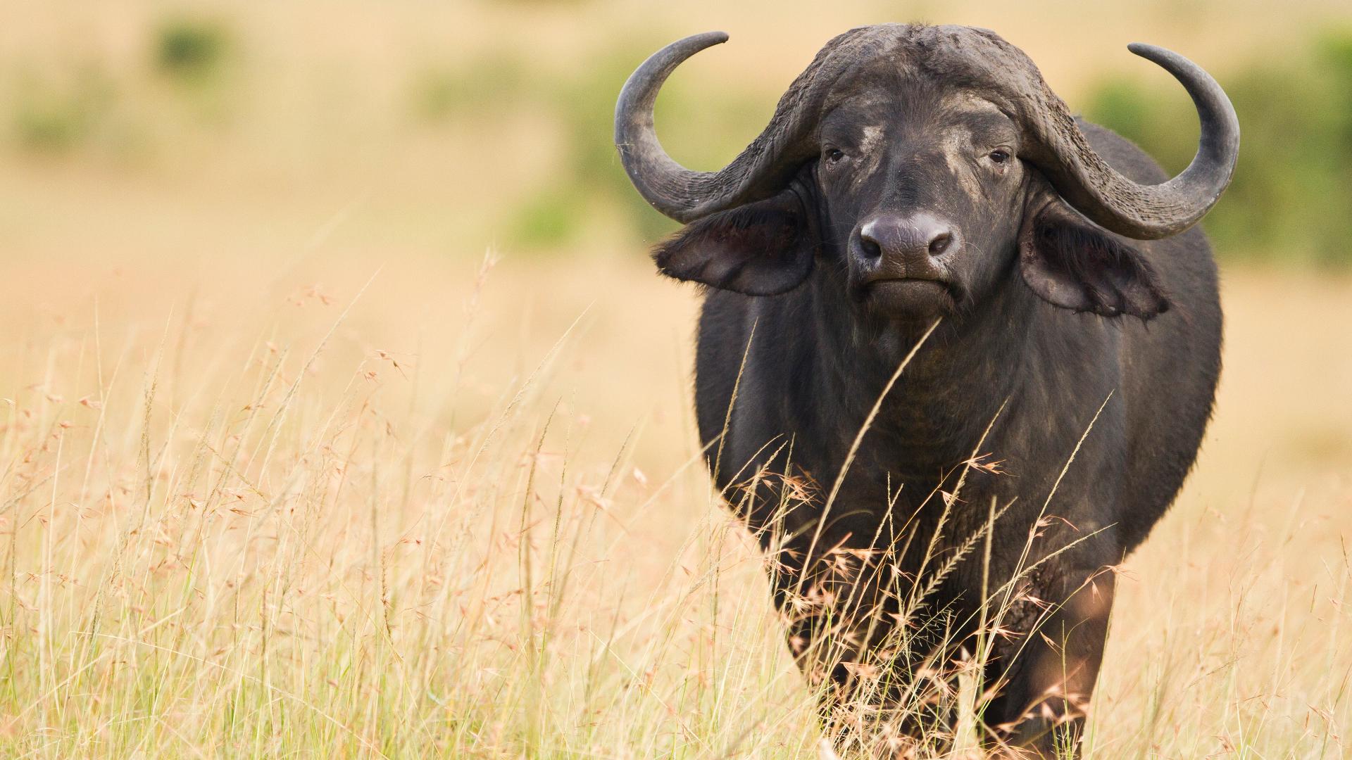 Asher Watkins death: Dallas, Texas executive killed by buffalo on ...