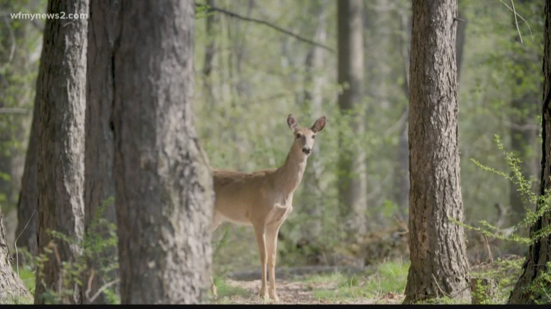 Texas Ranked 3rd In Animal Collisions While Driving Kcentv