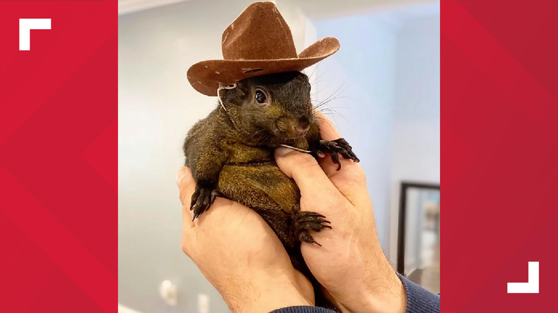 Peanut the Instagram-famous squirrel seized by authorities | kcentv.com