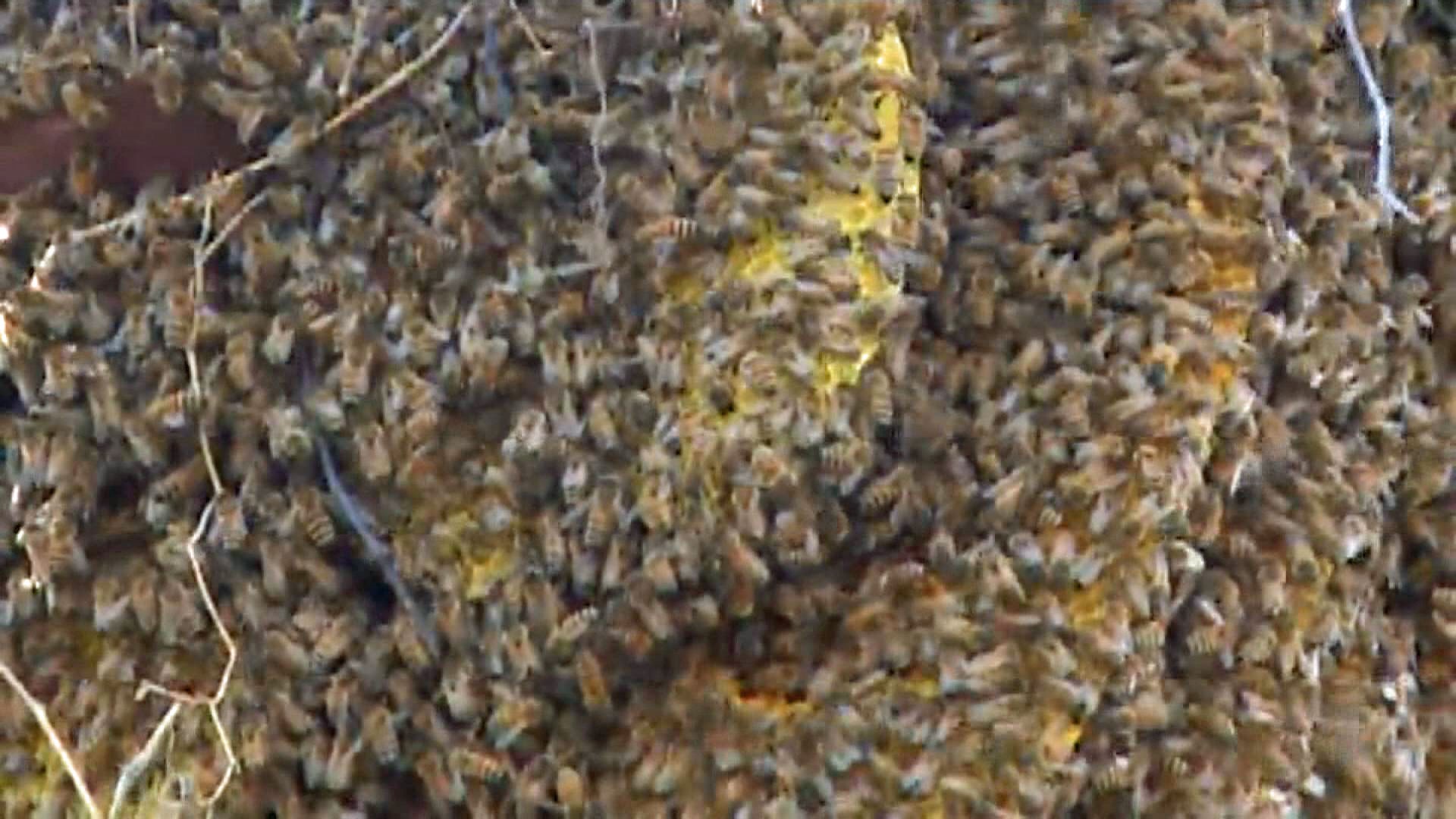 ‘Killer Bees’: Deadly reputation and a possible savior for Honeybees ...