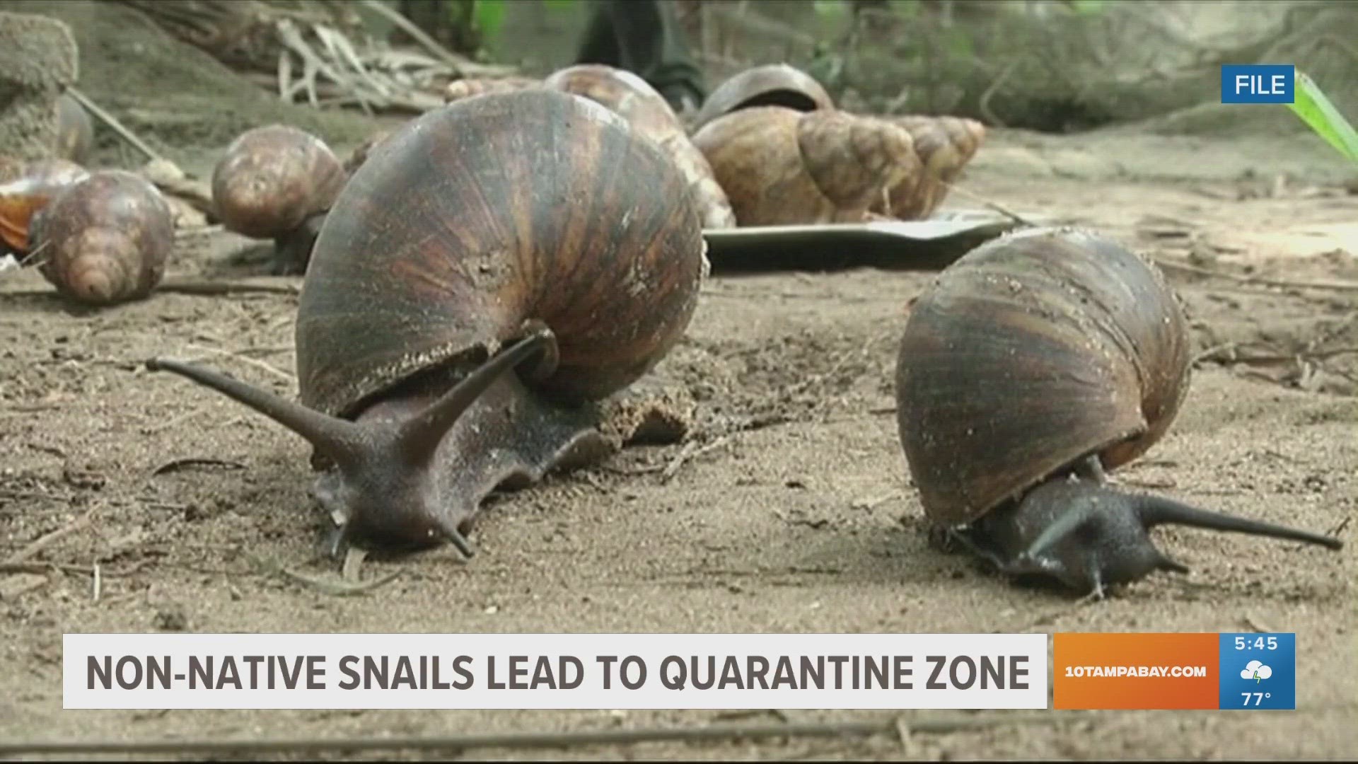 South Florida county sees giant African land snail infestation | kcentv.com